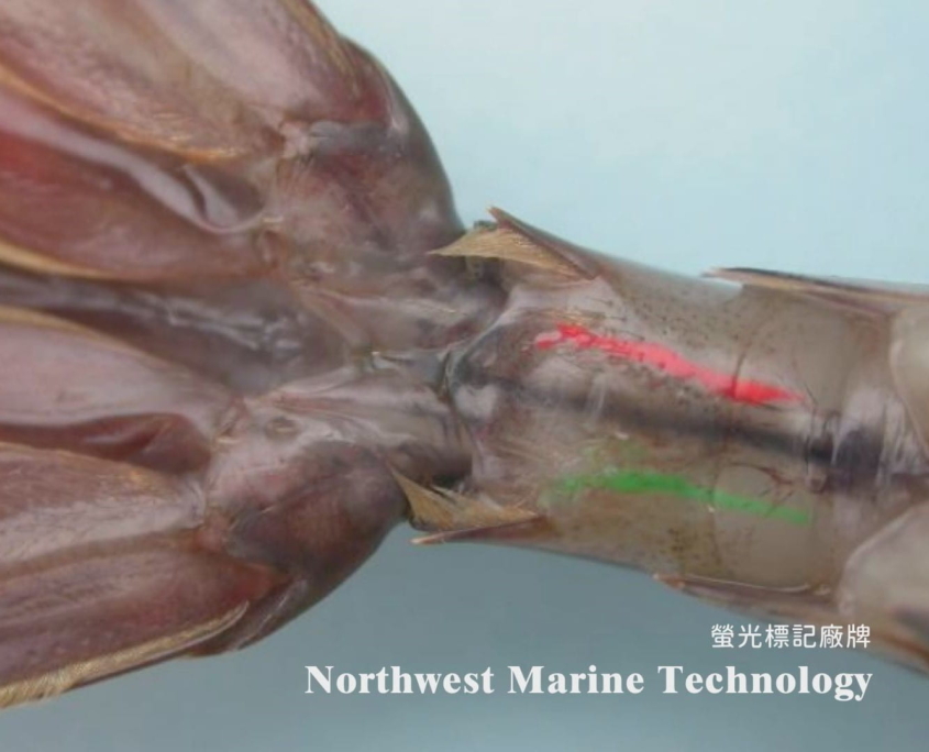 動物追蹤與標示 - 野聲環境生態 / 野森國際有限公司