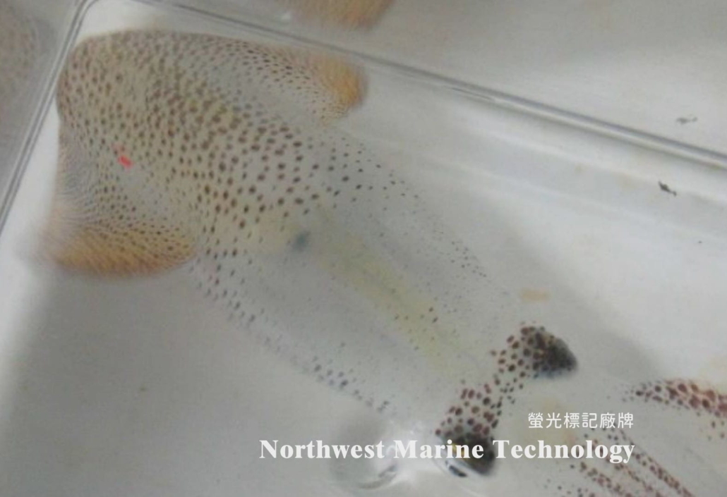 動物追蹤與標示 - 野聲環境生態 / 野森國際有限公司