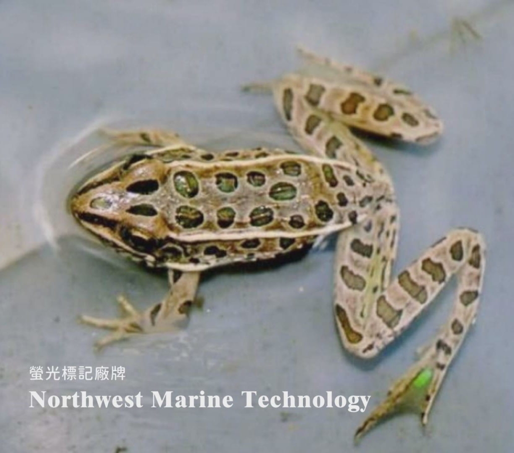 動物追蹤與標示 - 野聲環境生態 / 野森國際有限公司