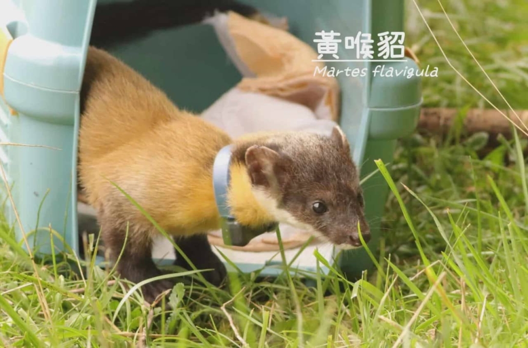 動物追蹤與標示 - 野聲環境生態 / 野森國際有限公司