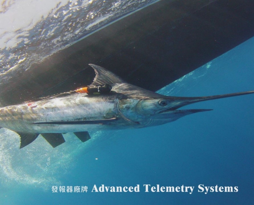 動物追蹤與標示 - 野聲環境生態 / 野森國際有限公司